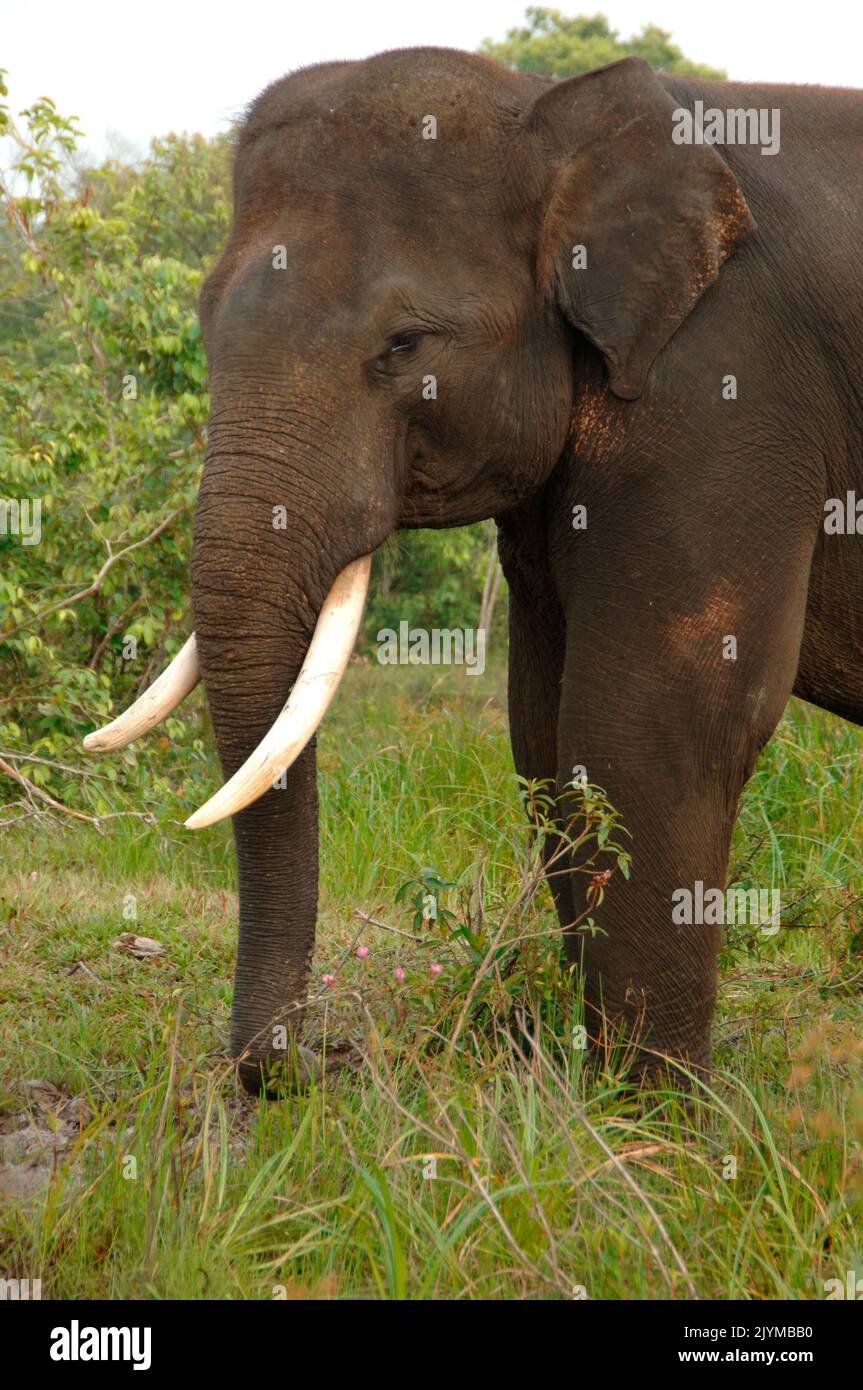 Sumatran elephant (Elephas maximus sumatranus) eating grass in swamp ...