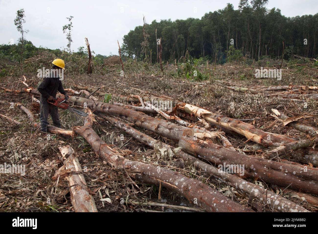 Industrial timber plantation, Harvesting timber, Riau, Sumatra ...