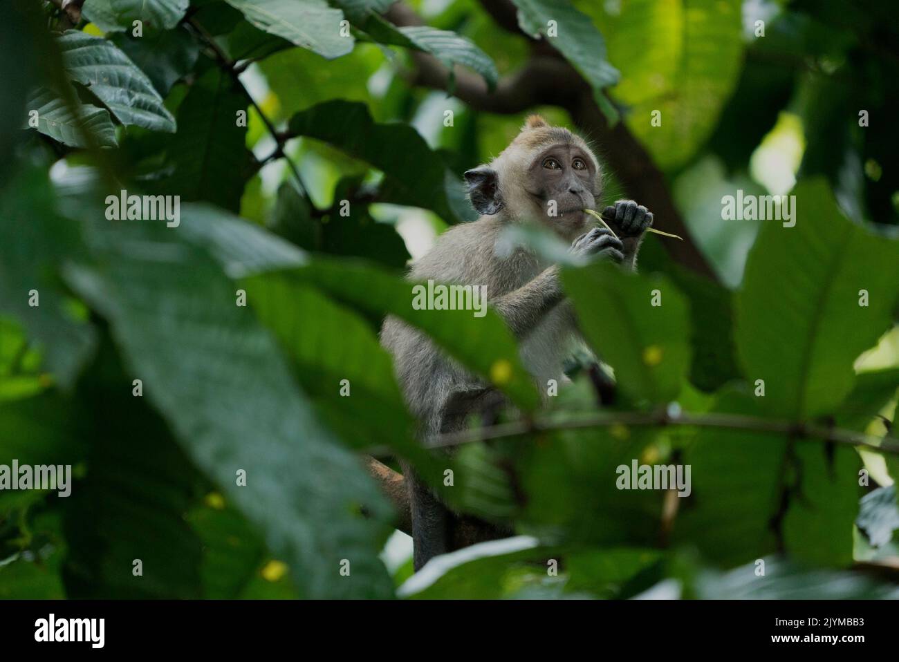 Long tail macaques (Macaca fascicularis) on tree, West Java, Indonesia ...