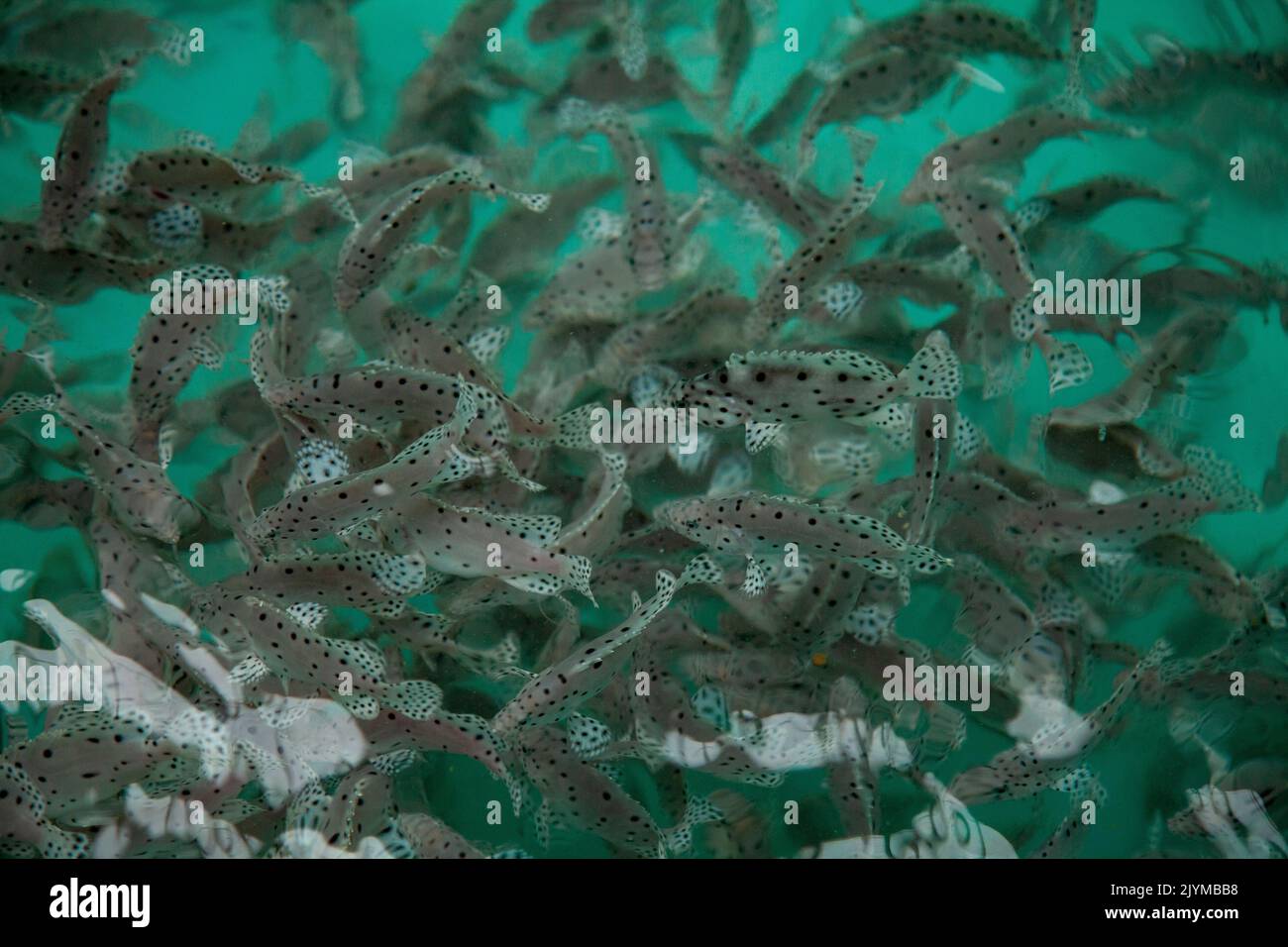 Grouper fish farming hi-res stock photography and images - Alamy