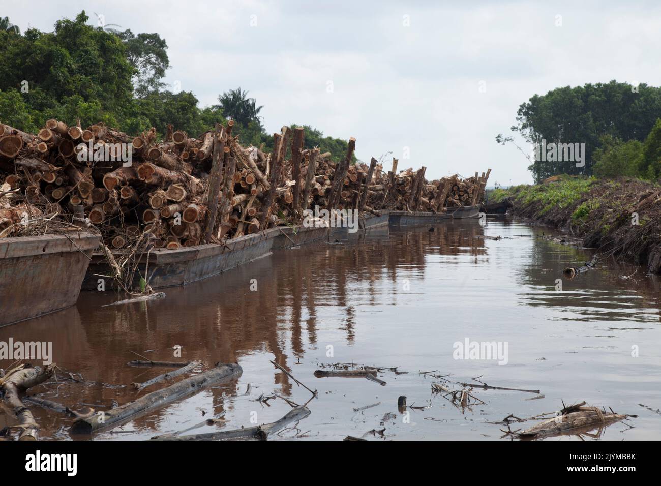 Industrial timber plantation, Moving timber with barges, Riau, Sumatra ...