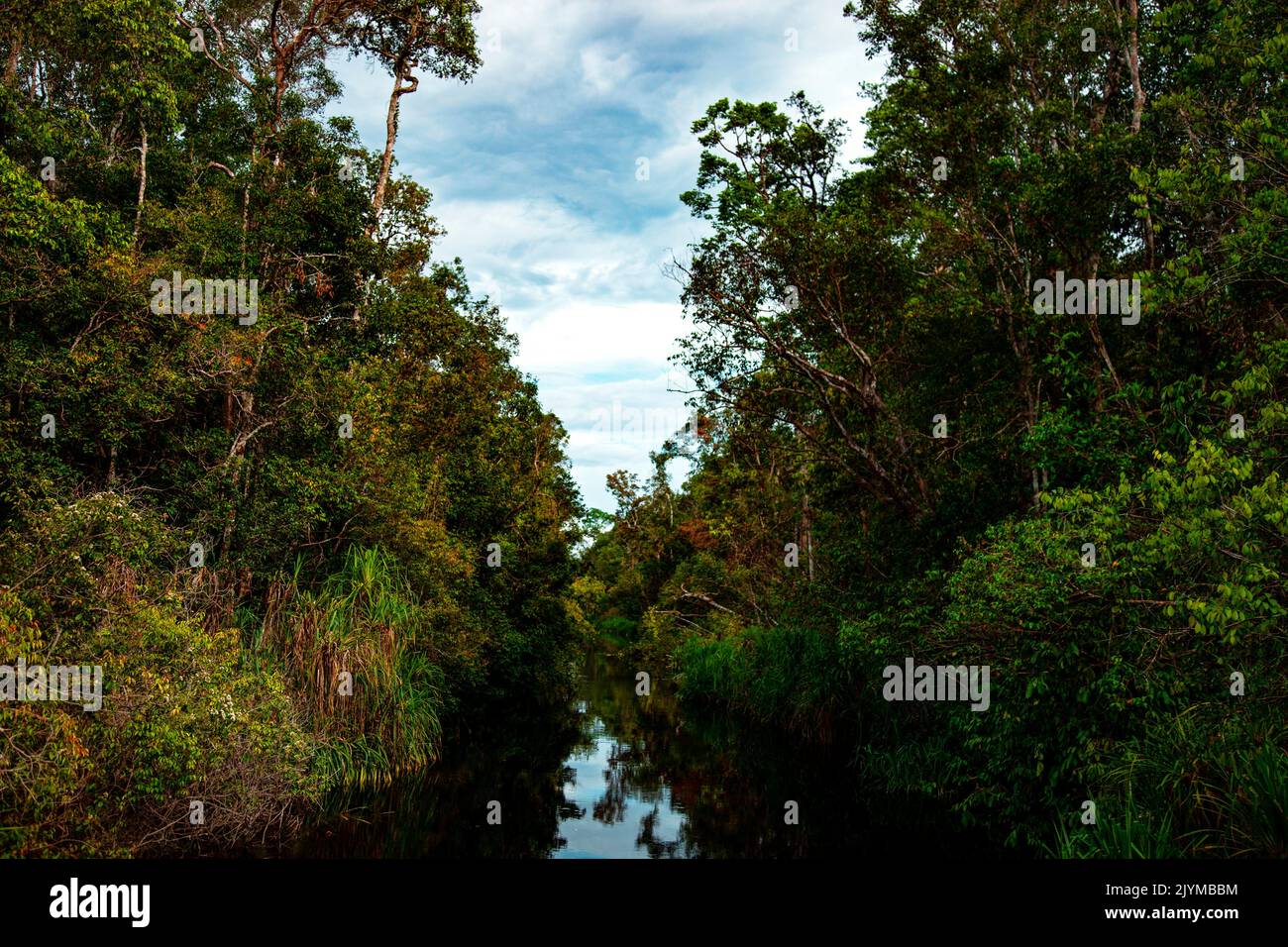 Sekunyer river peat swamp, Tanjung Puting National Park, Central ...