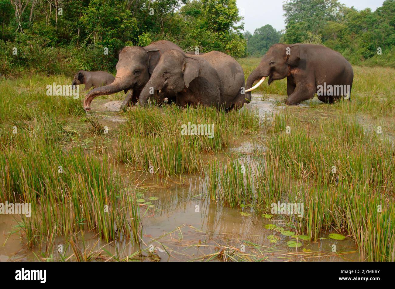 Sumatran elephant (Elephas maximus sumatranus) with young eating grass ...