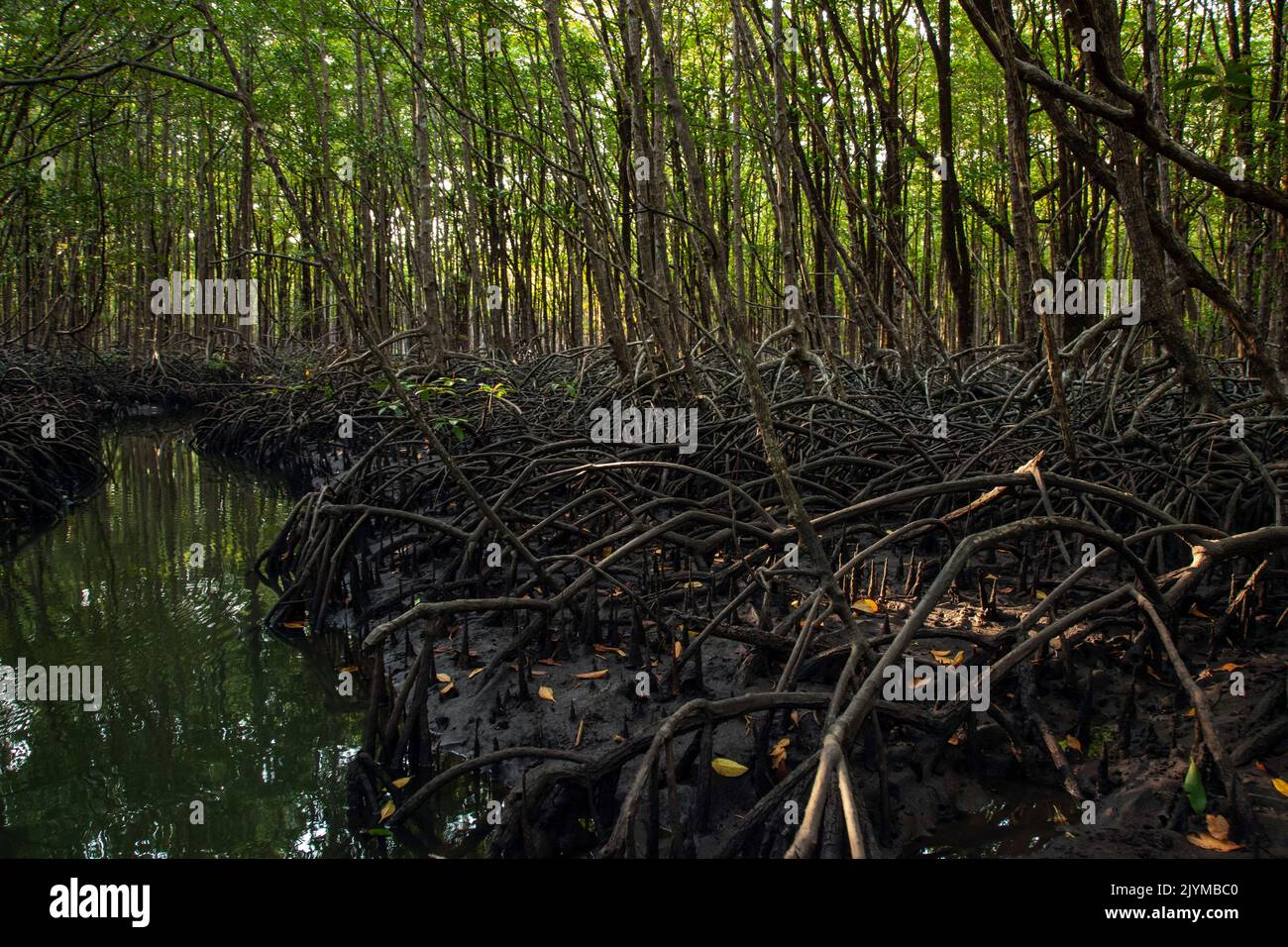 Mangrove, Ujung Kulon National Park, West Java, Indonesia Stock Photo ...