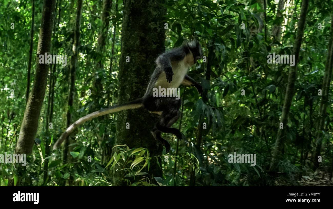 Thomas' leaf monkey (Presbytis thomasi) jumping in forest, Gunung ...