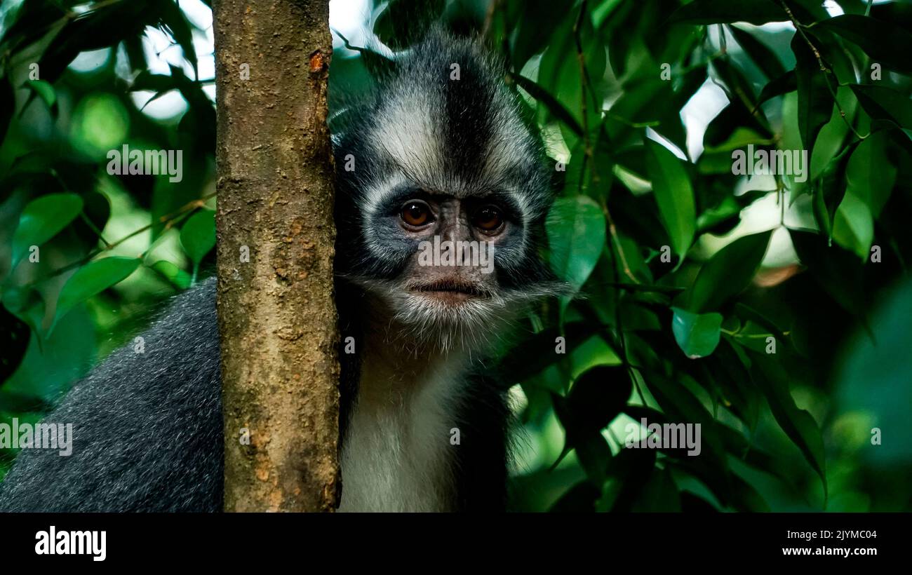 Thomas' leaf monkey (Presbytis thomasi) portrait in forest, Gunung ...