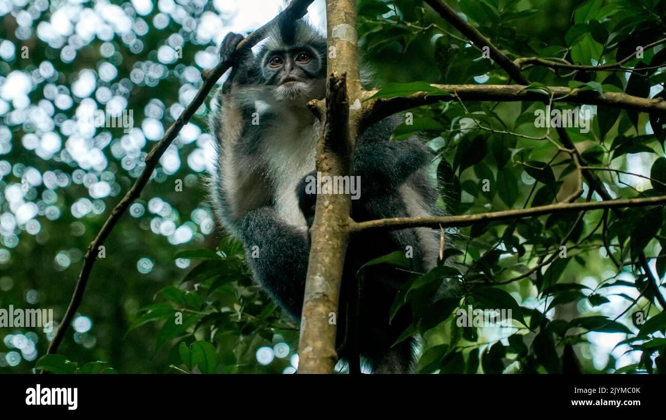 Thomas' leaf monkey (Presbytis thomasi) ona tree in forest, Gunung ...