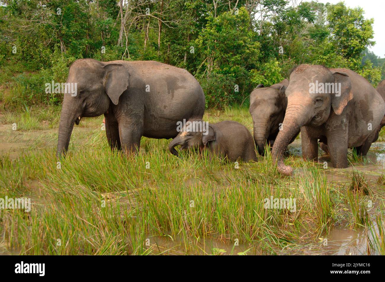 Sumatran elephant (Elephas maximus sumatranus) with young eating grass ...