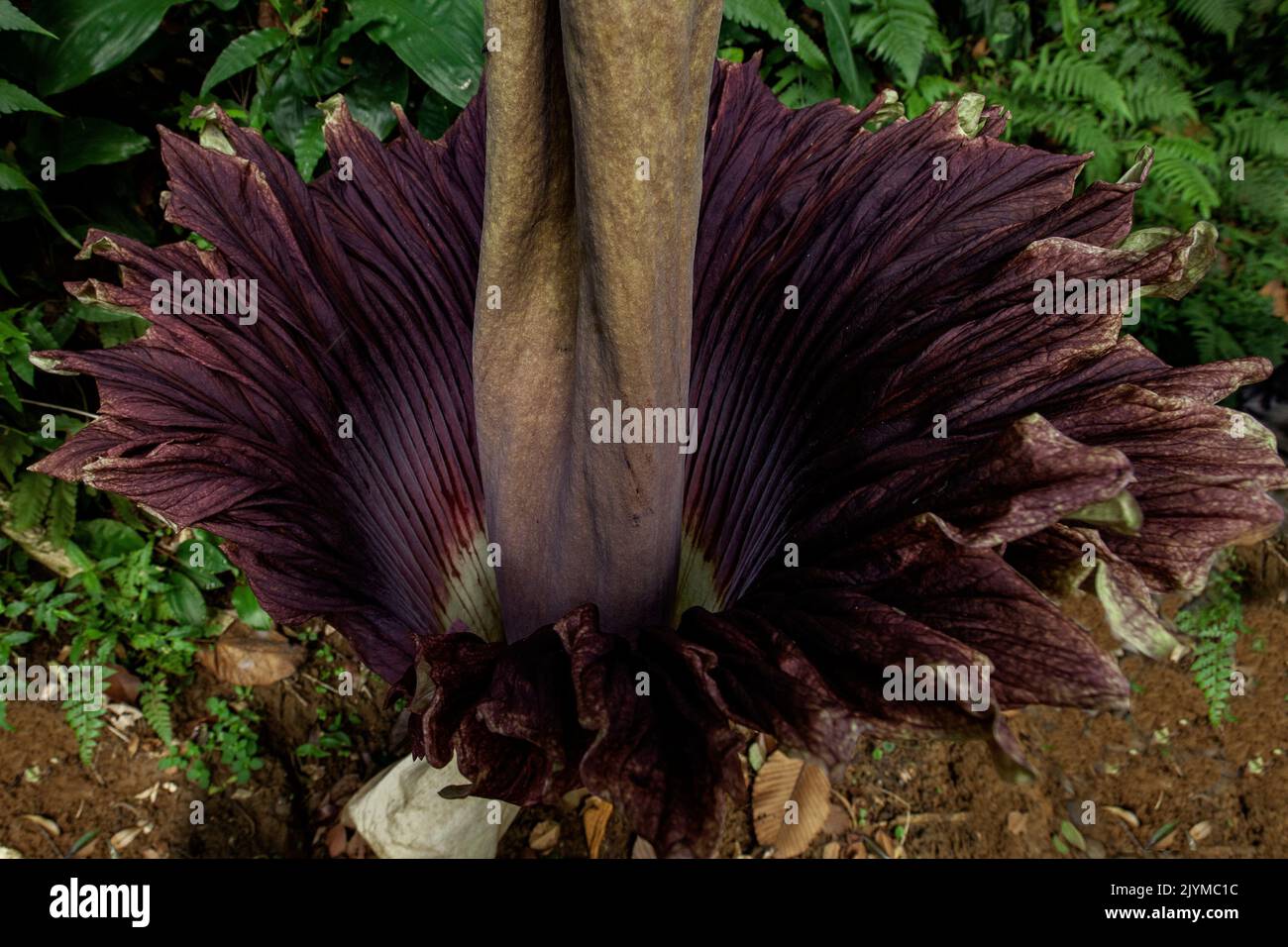 Titan arum (Amorphophallus titanum),Top view, Bogor botanical gardens ...