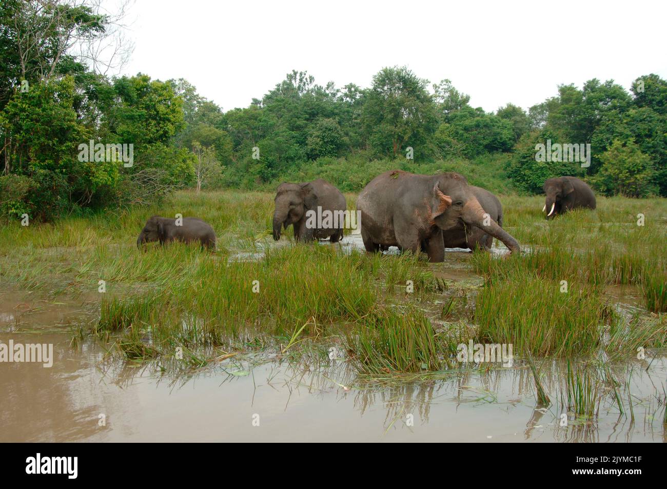 Sumatran elephant (Elephas maximus sumatranus) with young eating grass ...