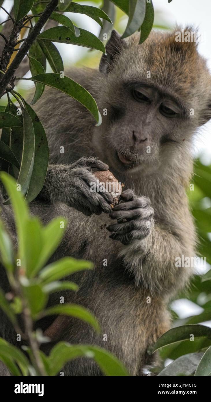Long tail macaque (Macaca fascicularis) eating fruit, Indonesia Stock ...