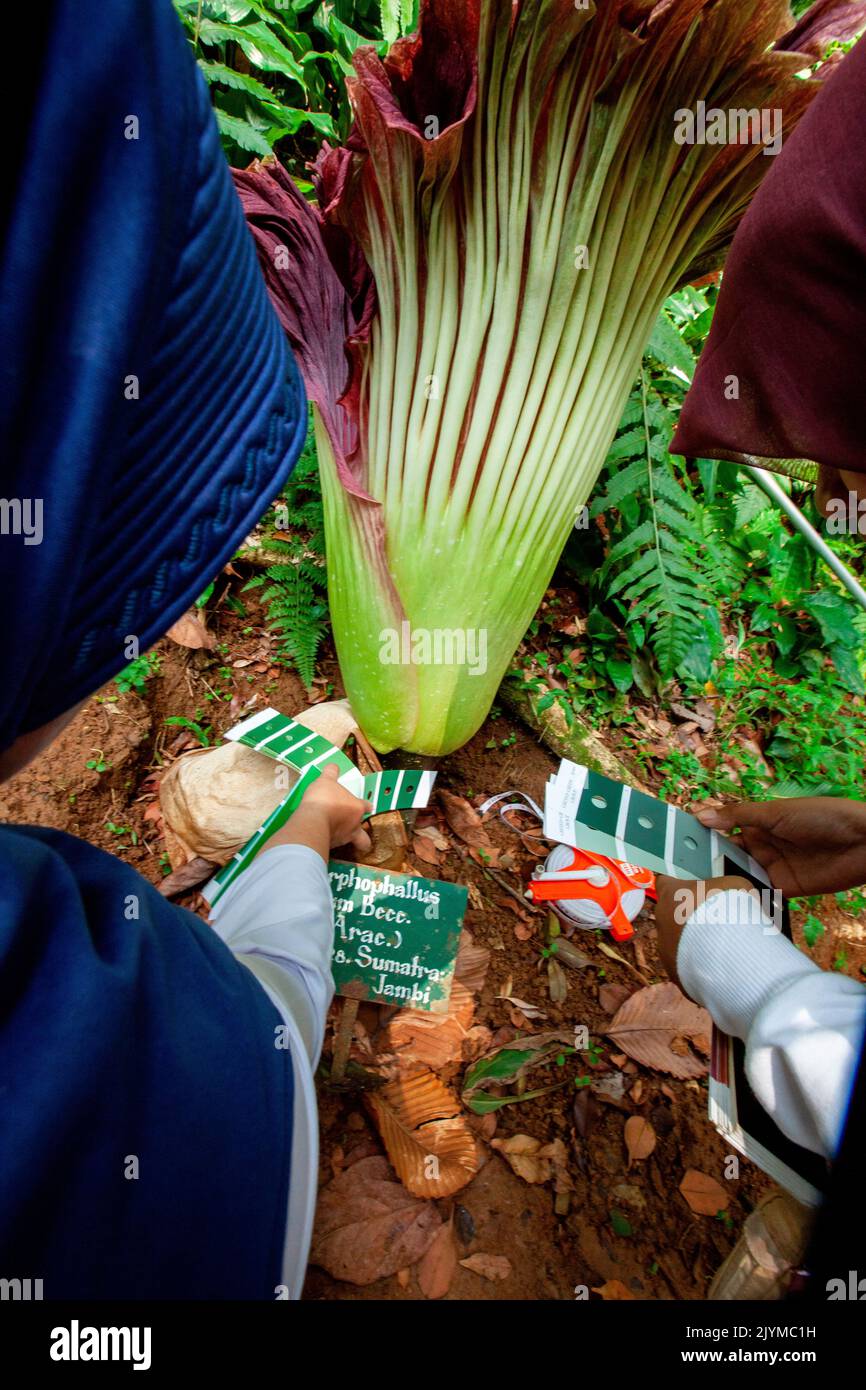 Titan arum (Amorphophallus titanum) with botanists, Bogor botanical ...