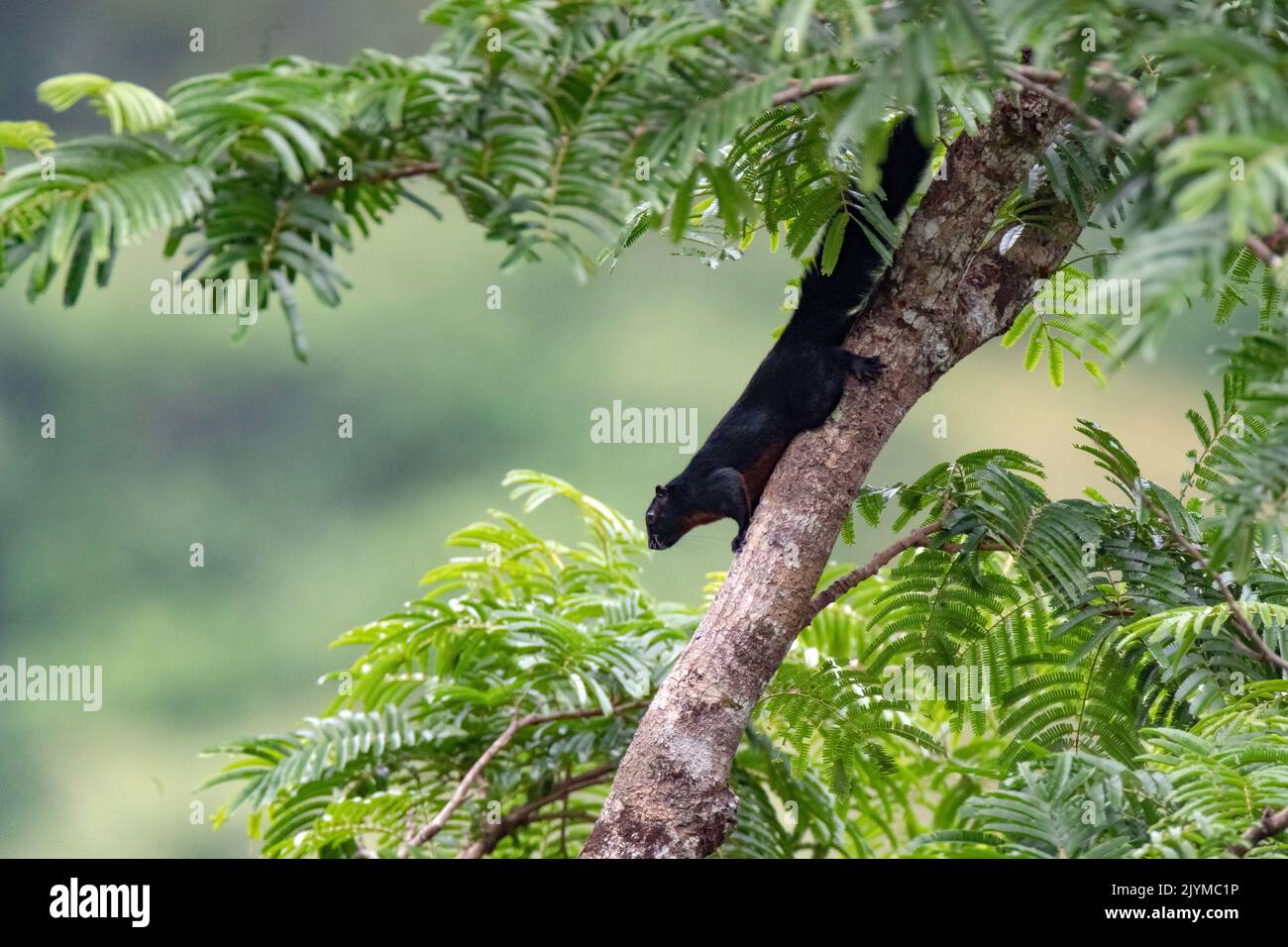 Prevost's squirrel (Callosciurus prevostii) on a trunk, Batang Toru ...