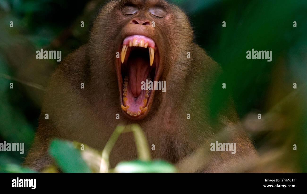Pigtail macaque (Macaca nemestrina) yawning,Indonesia Stock Photo - Alamy