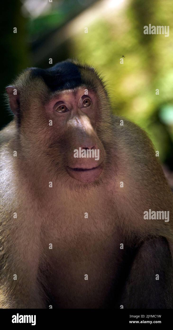 Pigtail macaque (Macaca nemestrina), Gunung Leuser National Park, North ...