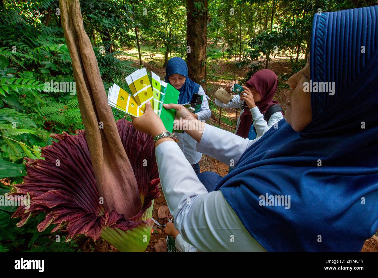 Titan arum (Amorphophallus titanum) with botanists, Bogor botanical ...