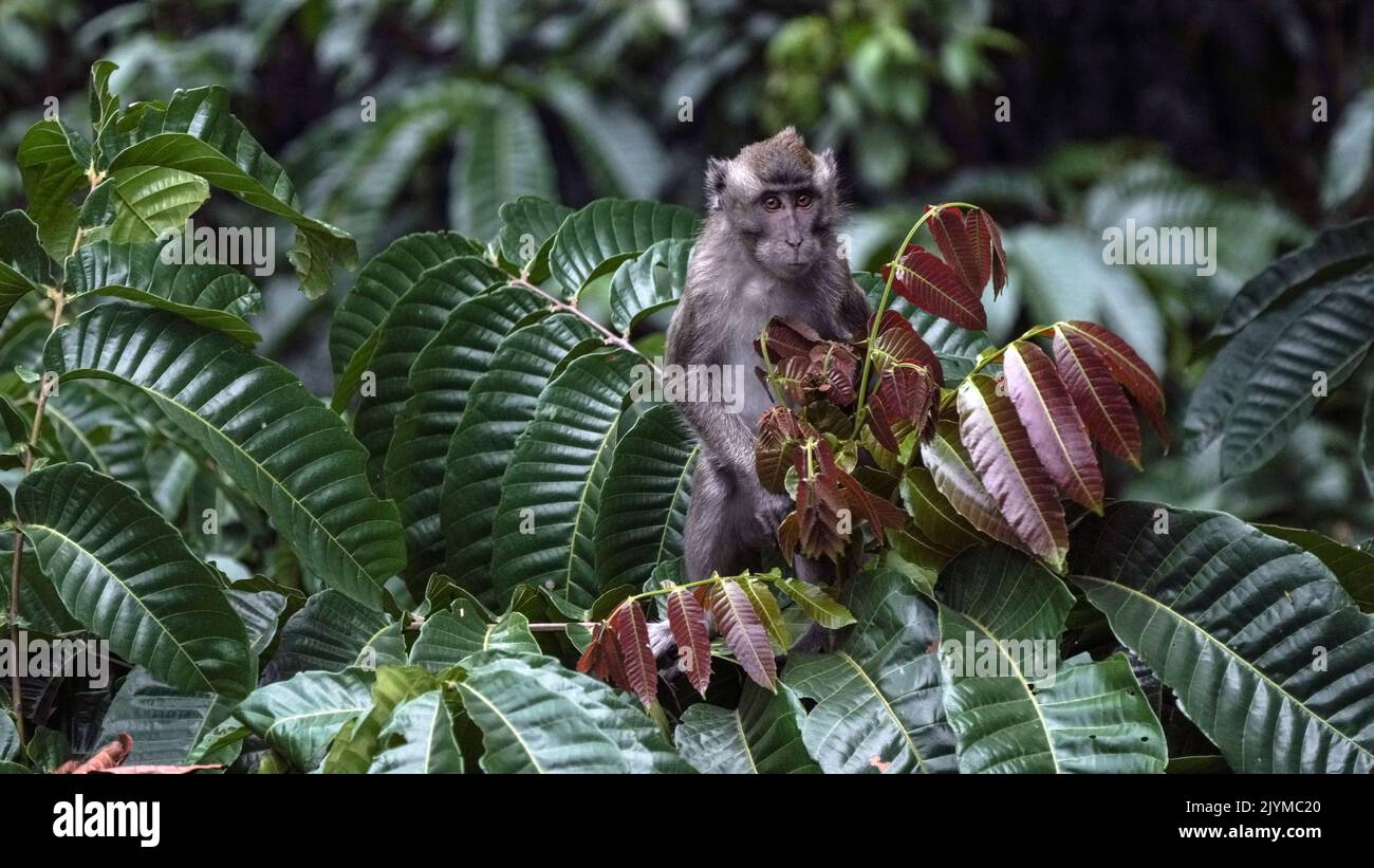 Long tail macaque (Macacafascicularis) on tree, West Java, Indonesia ...
