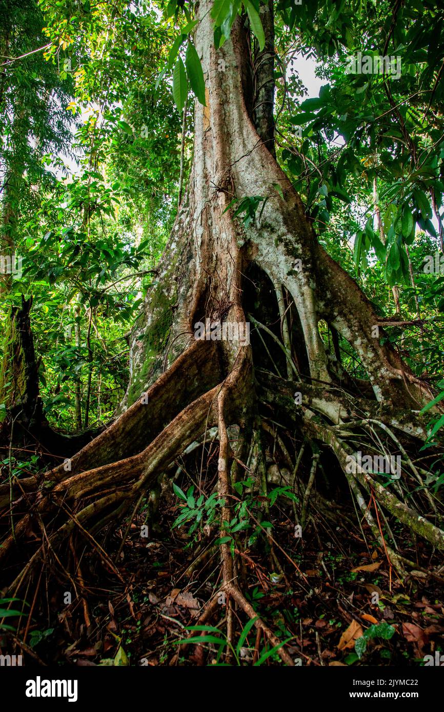 Tree with aerial roots in forest, Aru Islands, Moluccas Stock Photo - Alamy