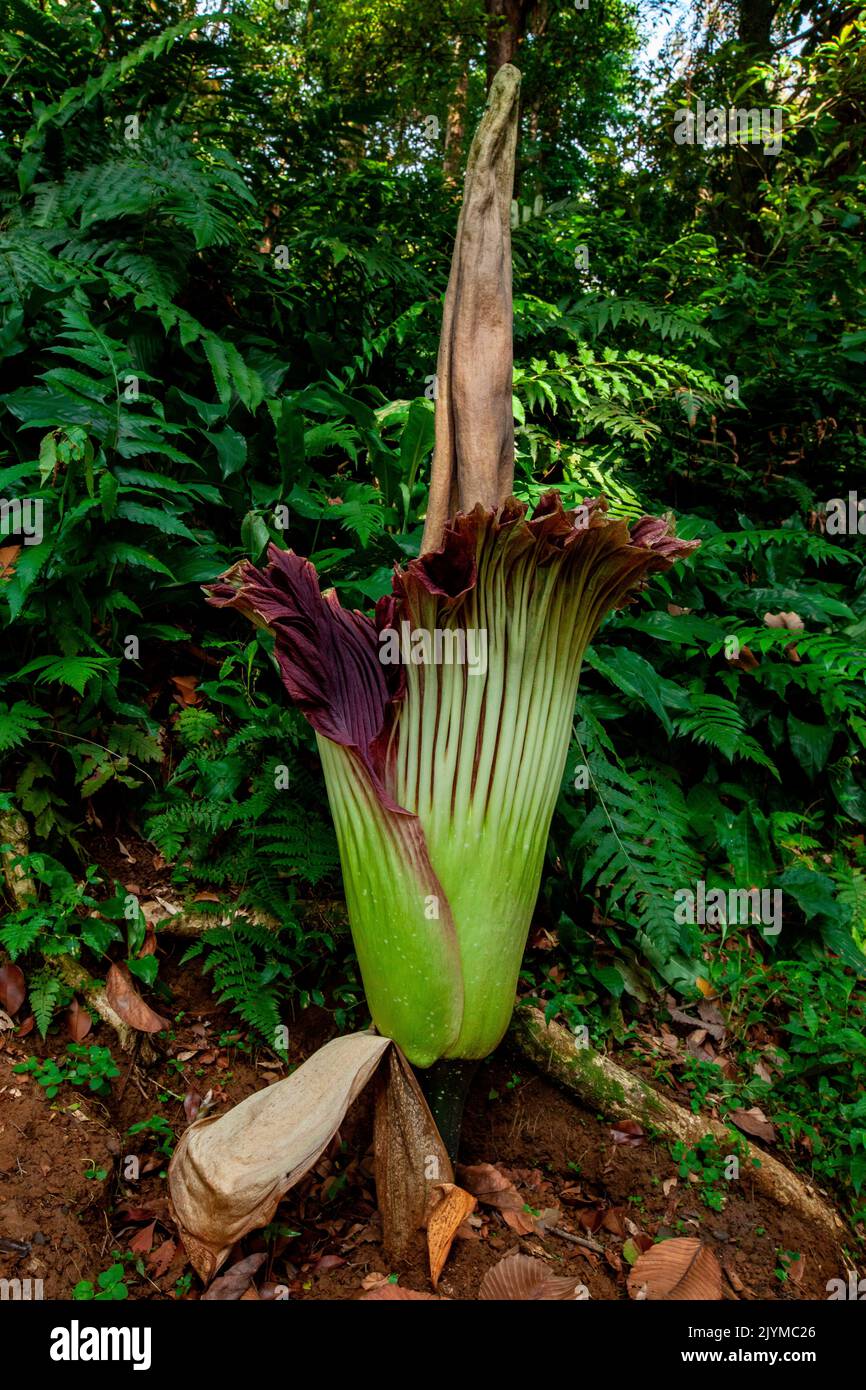 Titan arum (Amorphophallus titanum), Bogor botanical gardens, Java ...