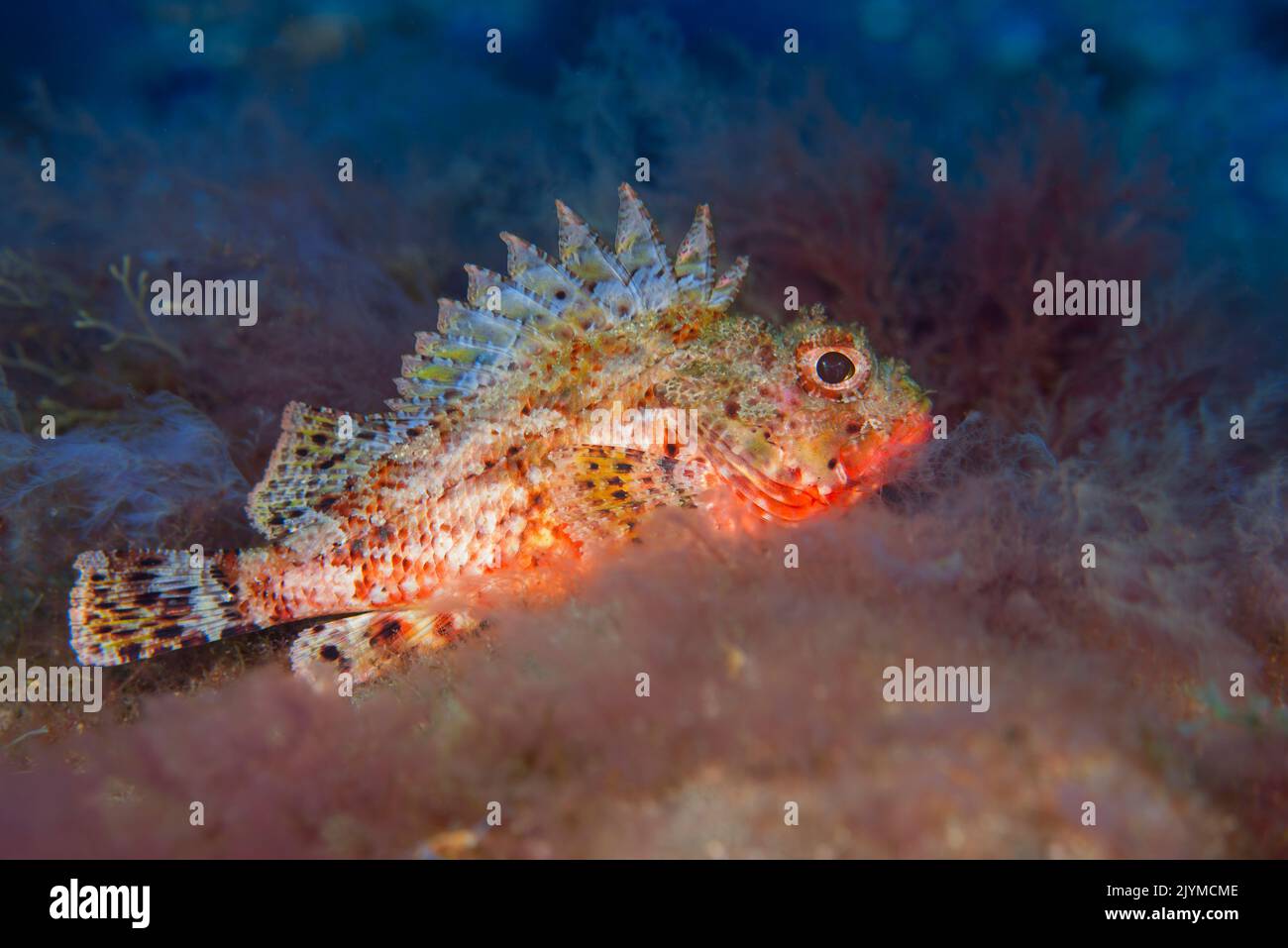 Black sea species hi-res stock photography and images - Alamy