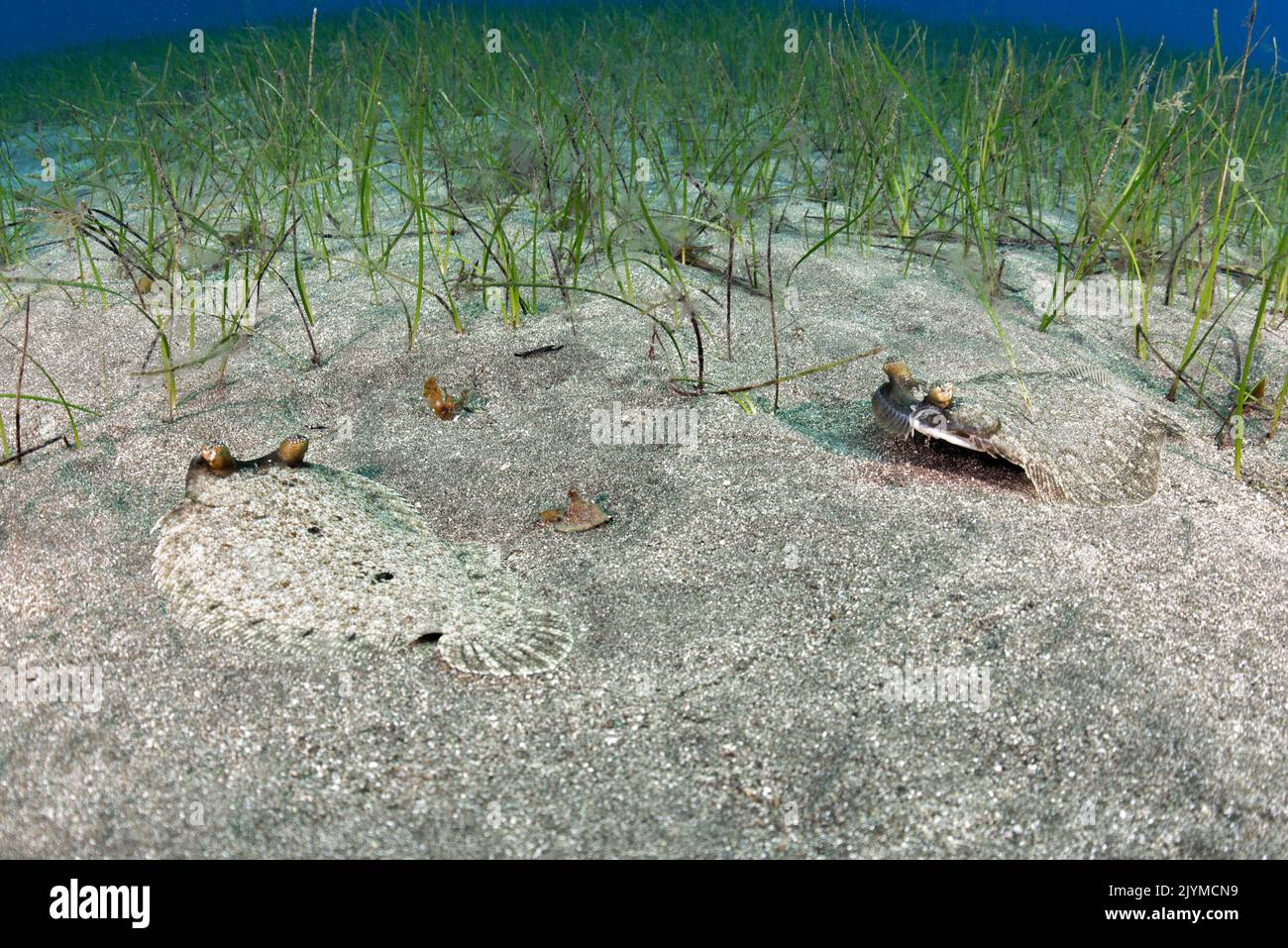 Wide-eyed flounder (Bothus podas). Two male individuals facing each ...