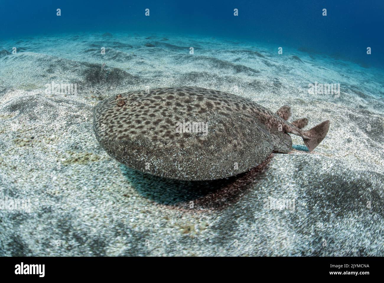 Rays fish hi-res stock photography and images - Alamy