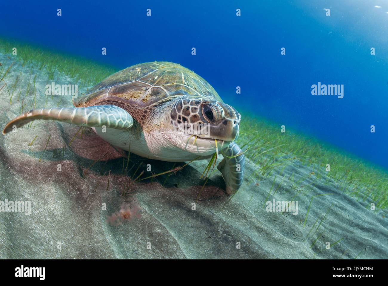 Green sea turtles algae hi-res stock photography and images - Alamy