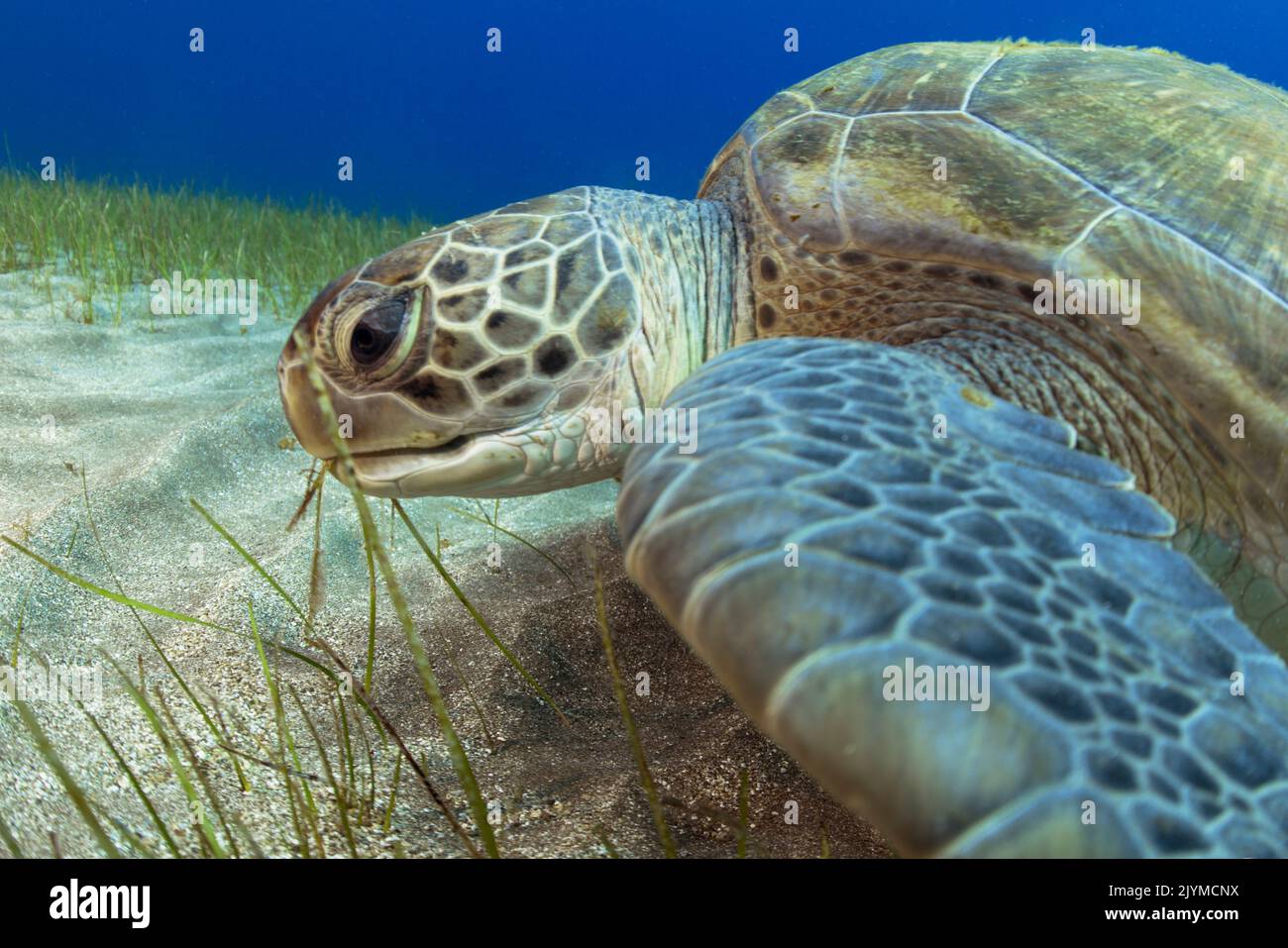 Green sea turtles algae hi-res stock photography and images - Alamy