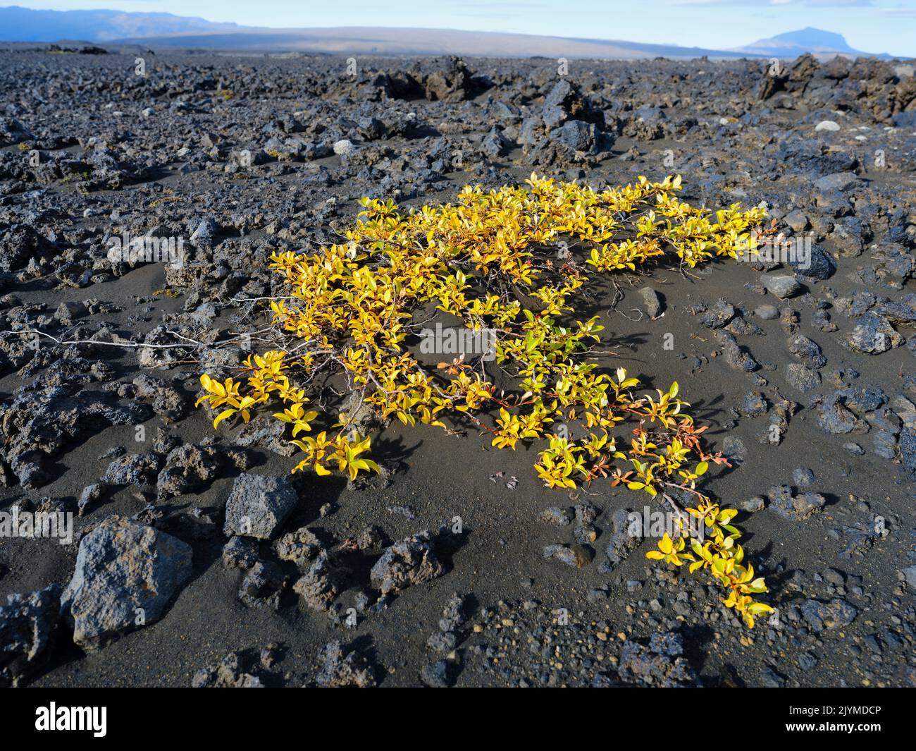 Arctic willow (Salix arctica) The north eastern interior highlands of ...
