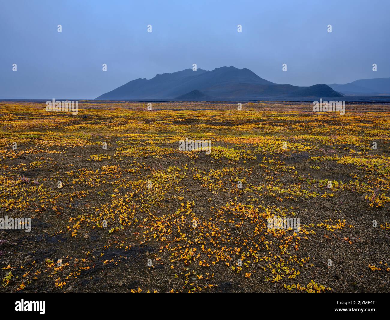Arctic willow (Salix arctica) during fall. The east side of volcano ...