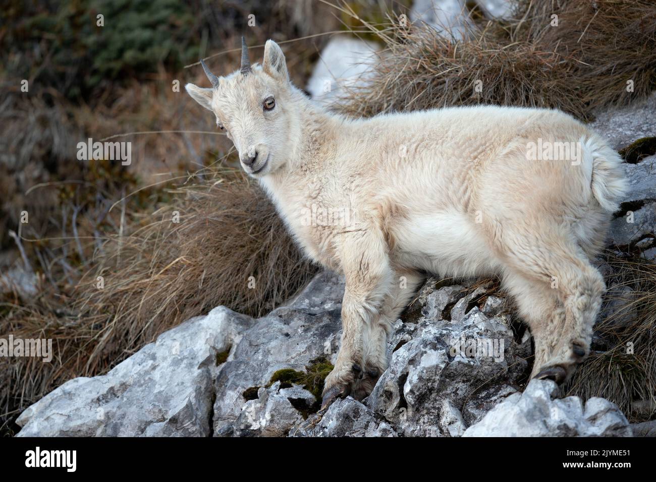 Alpine ibex (Capra ibex), young white ibex, leucistic, Alps ...