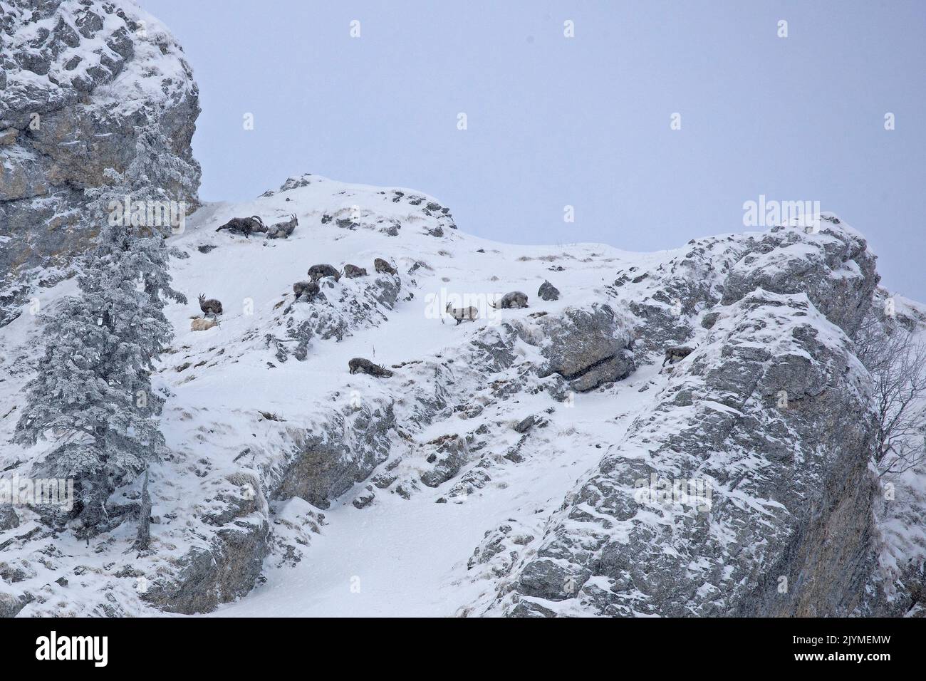 Alpine ibex (Capra ibex), young white ibex, leucistic, with its group ...