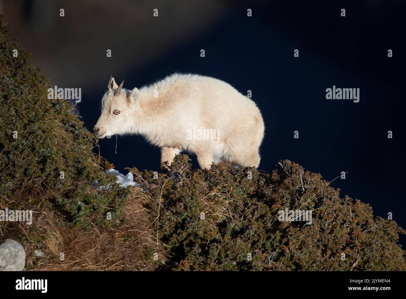 Alpine ibex (Capra ibex), young white ibex, leucistic, Alps ...