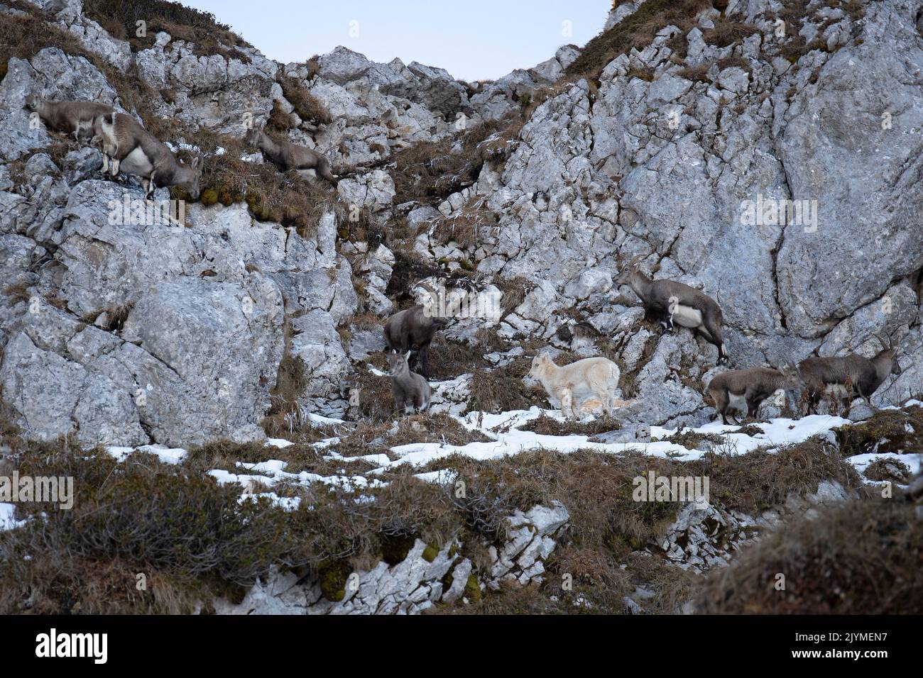 Alpine ibex (Capra ibex), young white ibex, leucistic, with its group ...
