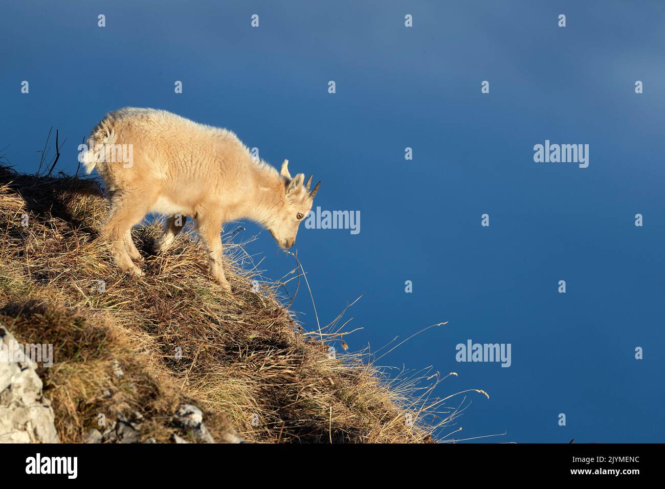 Alpine ibex (Capra ibex), young white ibex, leucistic, Alps ...