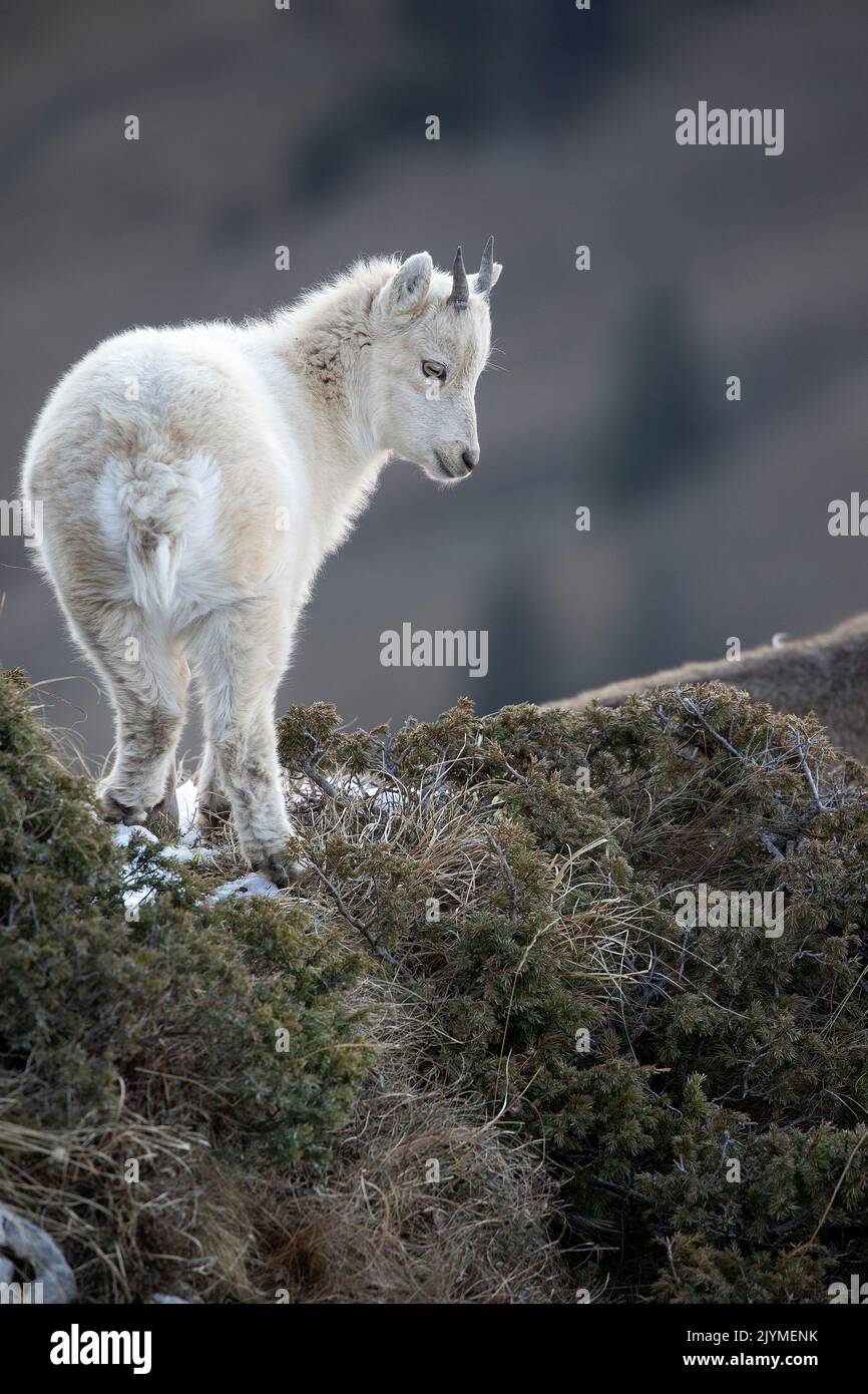 Iucn switzerland hi-res stock photography and images - Alamy
