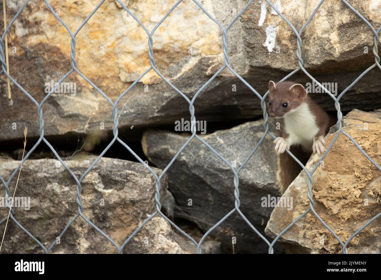 Ermine canton hi-res stock photography and images - Alamy