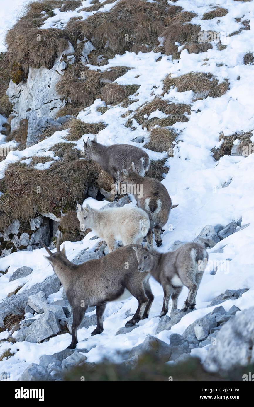 Alpine ibex (Capra ibex), young white ibex, leucistic, with its group ...