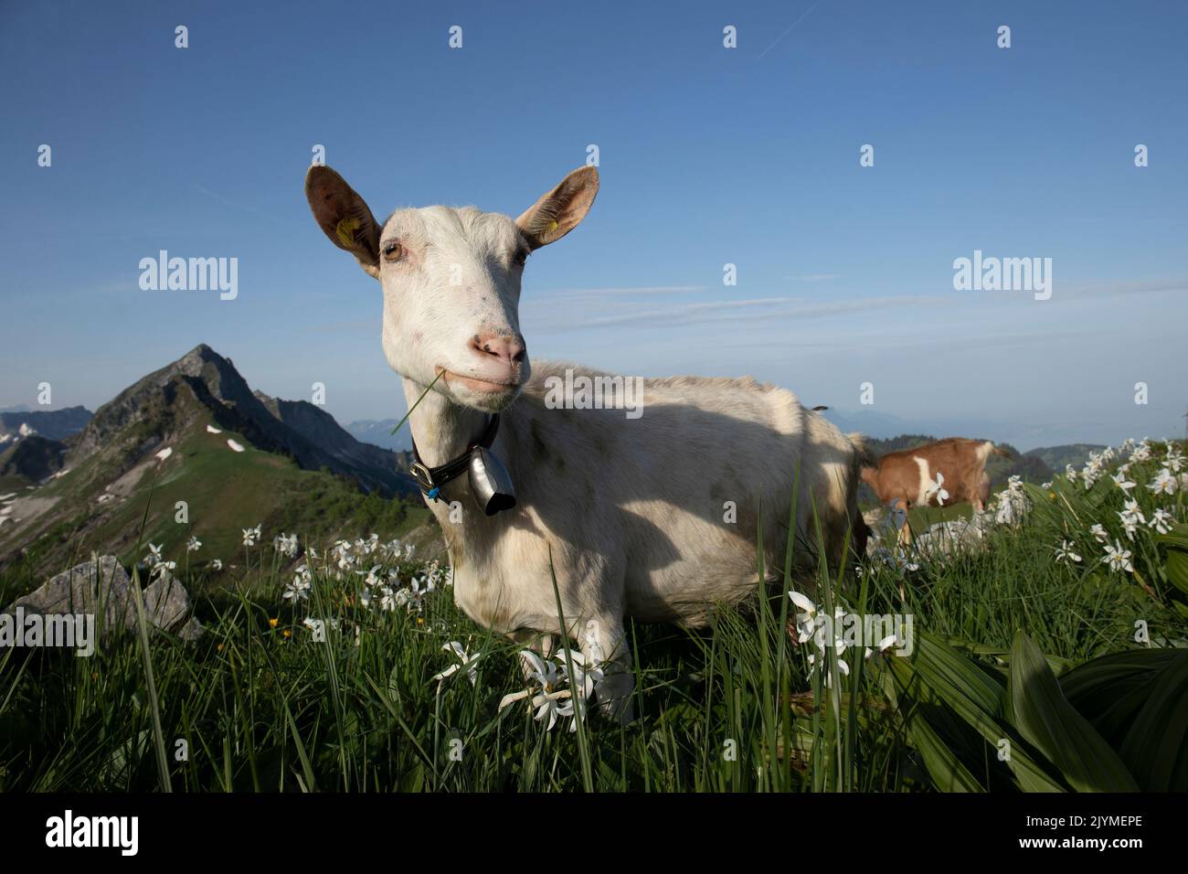 Goat in a mountain meadow covered with Poet's Narcissus (Narcissus ...