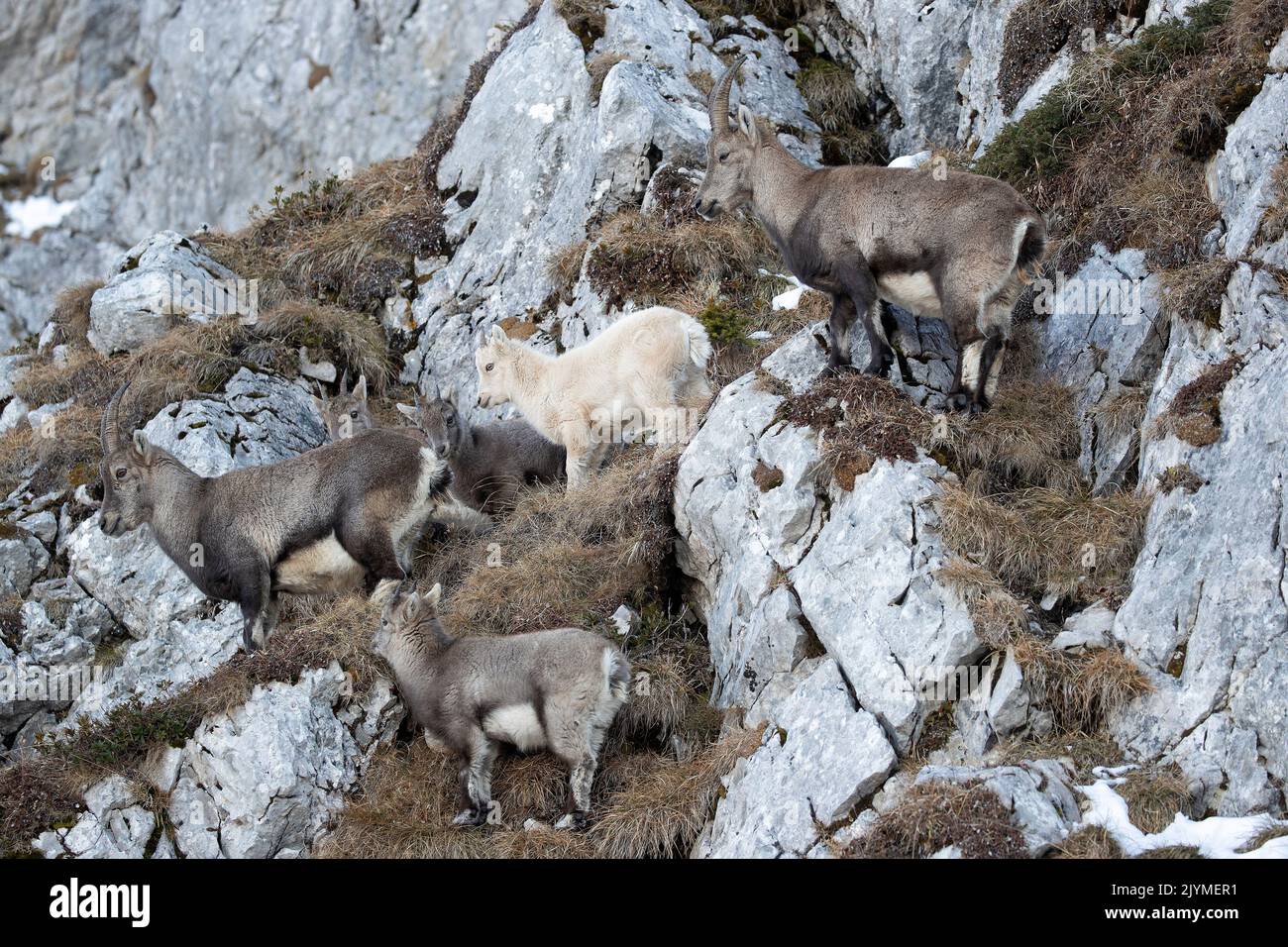 Alpine ibex (Capra ibex), young white ibex, leucistic, with its group ...