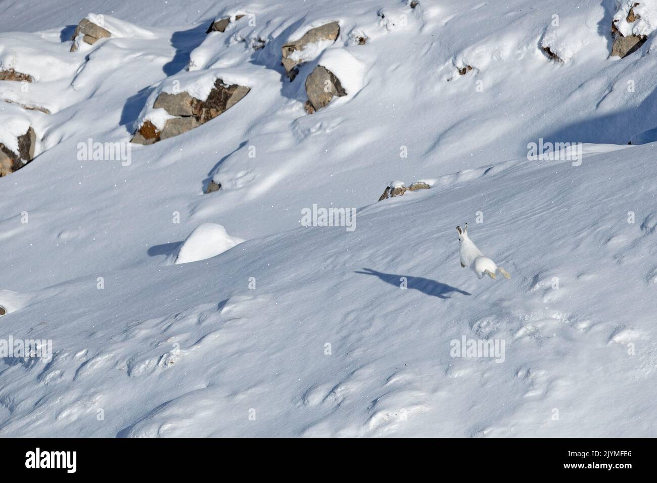 Mountain hare camouflage hi-res stock photography and images - Alamy