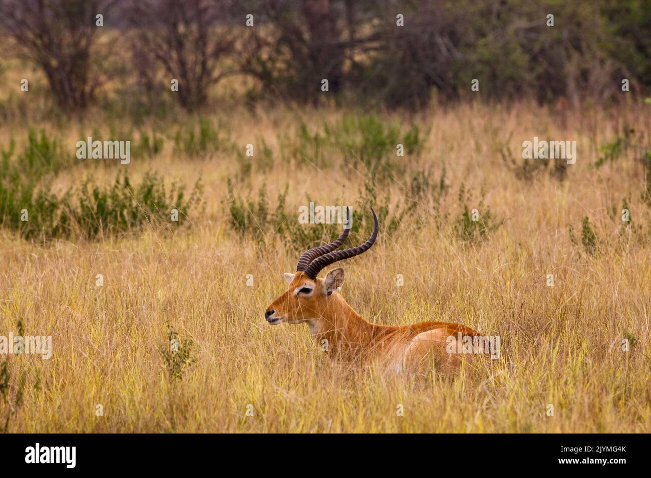 The Ugandan Kob (Kobus kob thomasi) in the Queen Elizabeth National ...