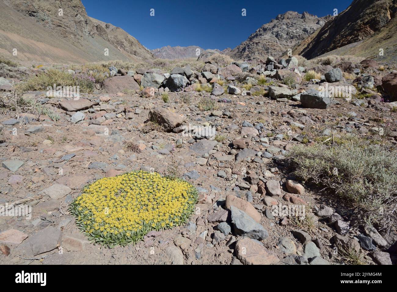 Llaretilla (Laretia acaulis), Apiaceae native to the high Andes of ...