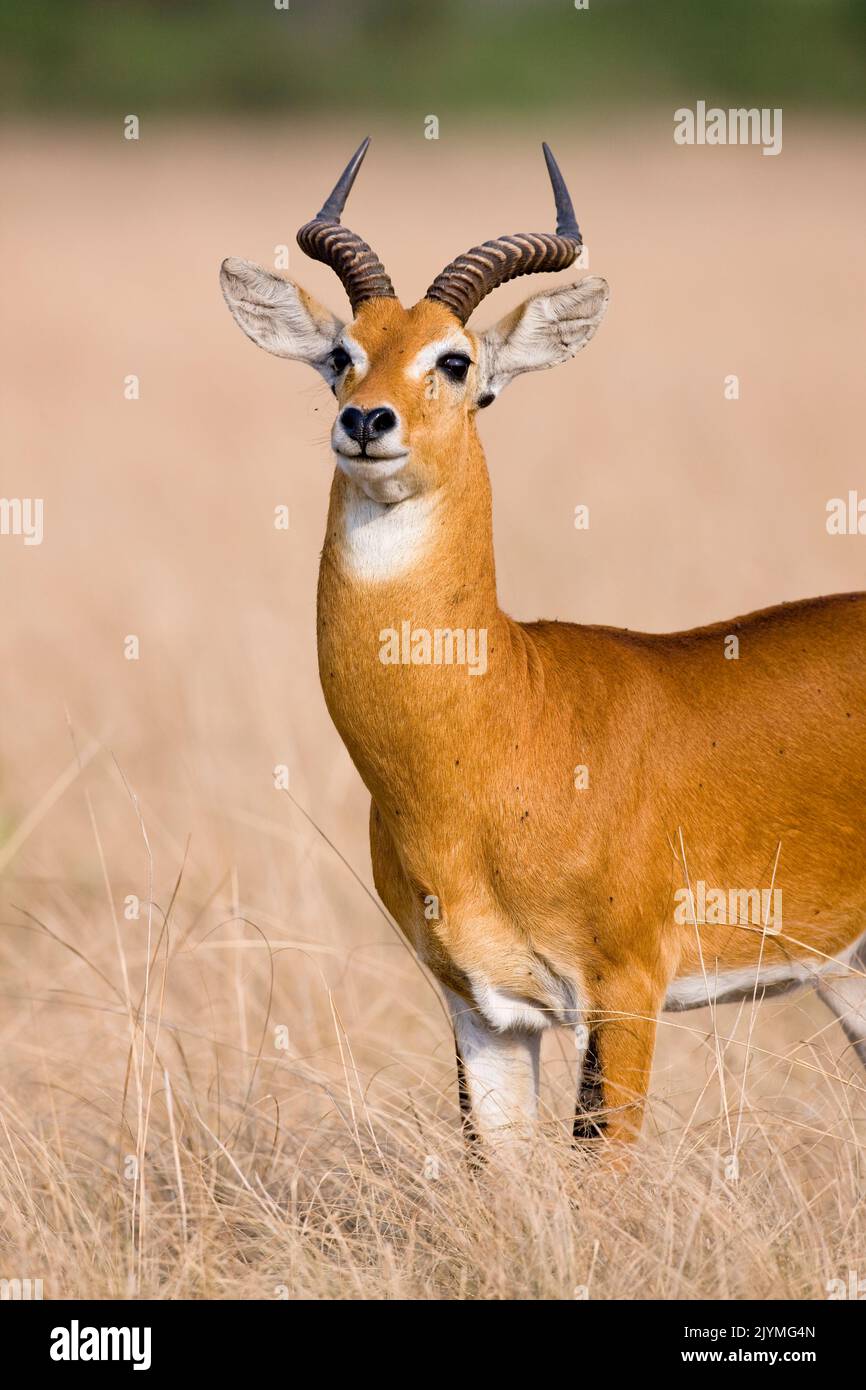 The Ugandan Kob (Kobus kob thomasi) in the Queen Elizabeth National ...