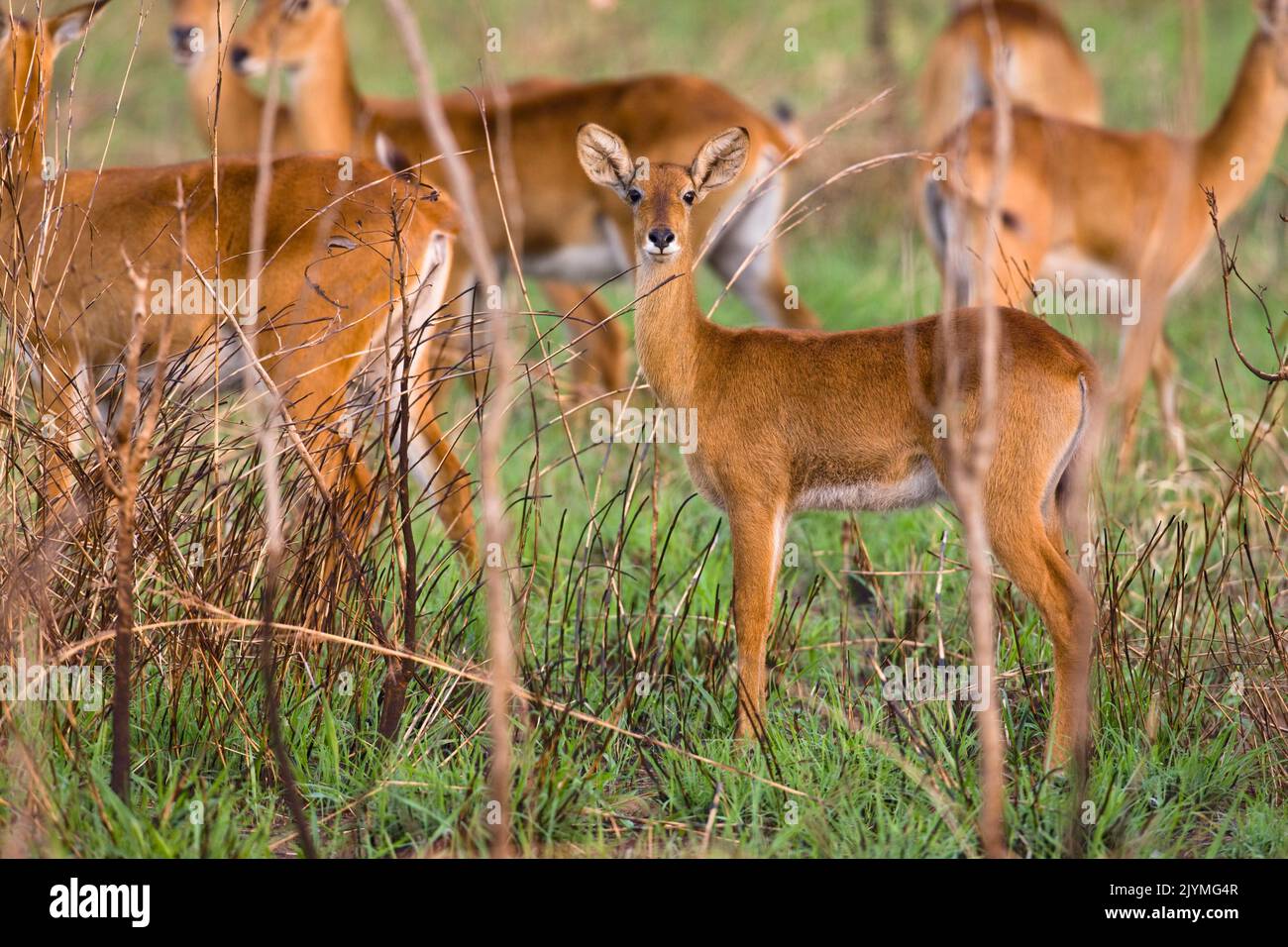 The Ugandan Kob (Kobus kob thomasi) in the Murchison Falls National ...