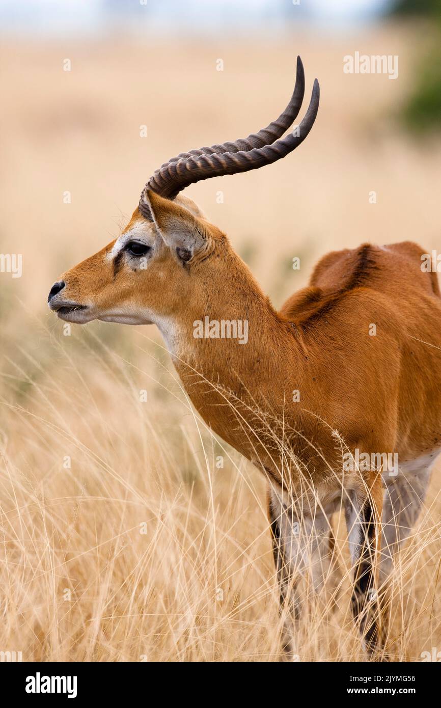 The Ugandan Kob (Kobus kob thomasi) in the Queen Elizabeth National ...