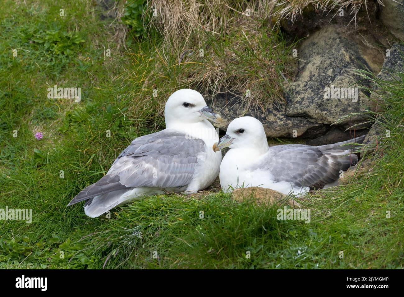 Northern Fulmar, also called Arctic Fulmar (Fulmarus glacialis). Europe ...