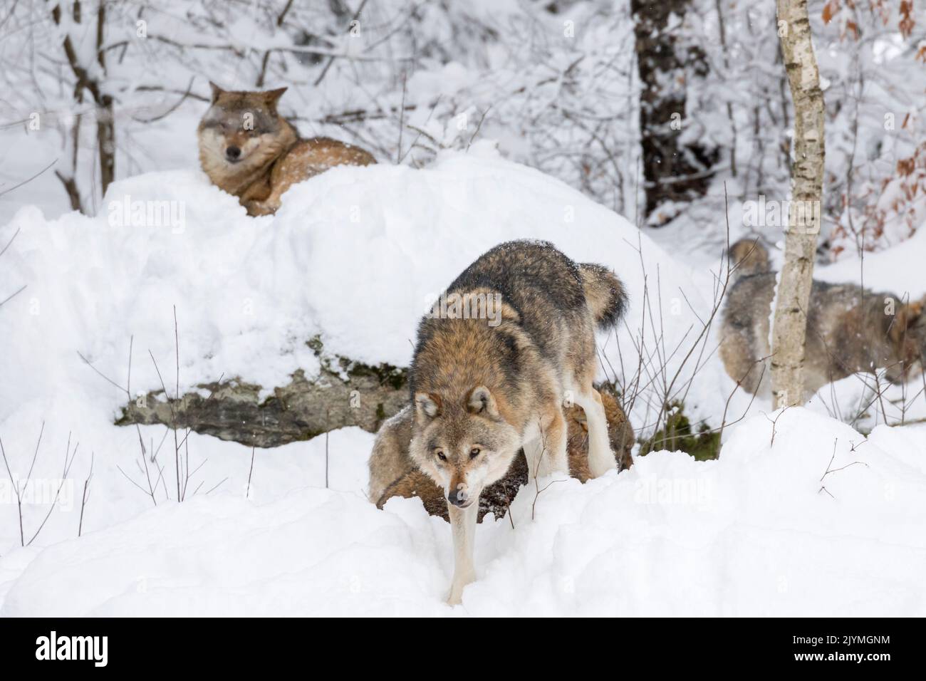 Gray Wolf (Canis lupus) during winter in National Park Bavarian Forest ...
