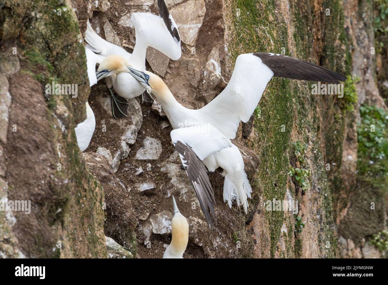 Northern Gannet (Morus bassanus) in the cliffs of Hermaness bird ...