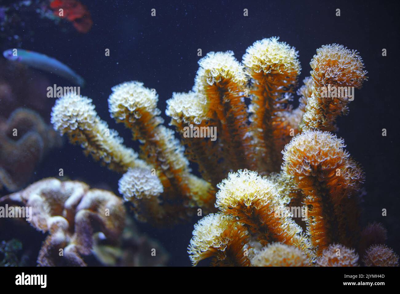 Wonderful and beautiful underwater world . Undersea nature with reefs ...